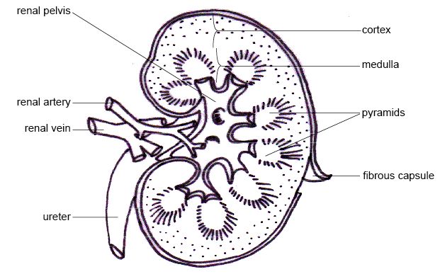 Prerequisite Knowledge | Role of the Nephron in Excretion