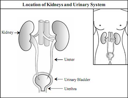 Prerequisite Knowledge | Role of the Nephron in Excretion